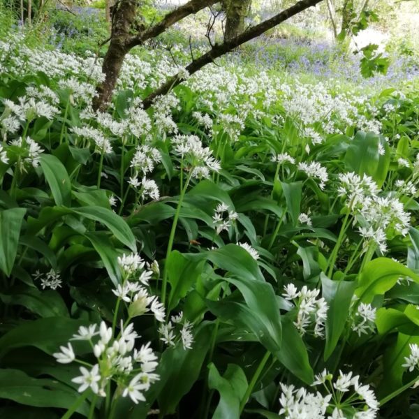 Ramsons - Allium ursinum - Shipton Bulbs