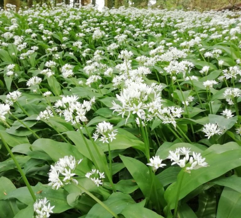 Ramsons - Allium ursinum - Shipton Bulbs