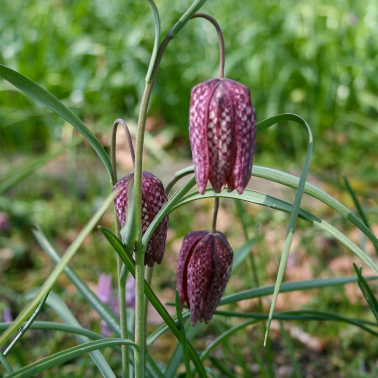 Snakes Head Fritillary (Purple/Red) - Fritillaria meleagris