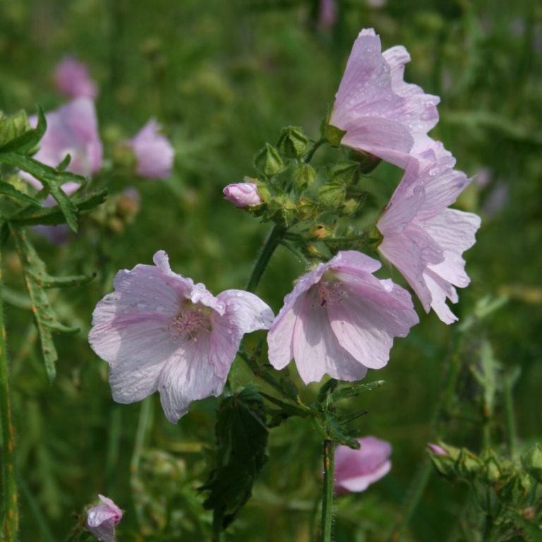 Musk Mallow (Pink) - Malva moschata - Shipton Bulbs