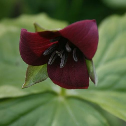 Trillium – Shipton Bulbs