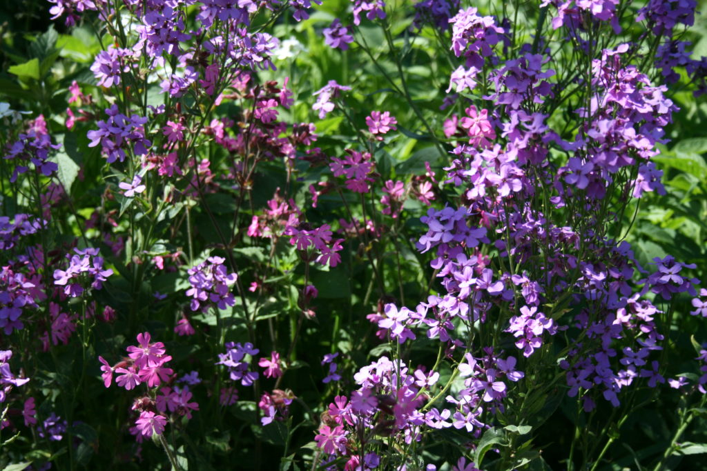 Dames Violet (Pink) - Hesperis matronalis - Shipton Bulbs