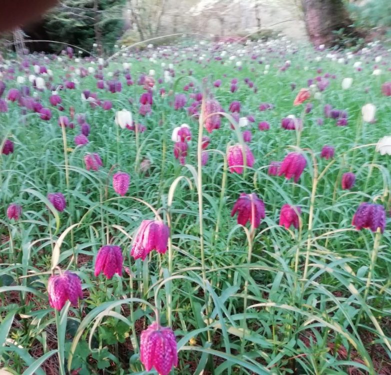 Snakes Head Fritillary (Purple/Red) - Fritillaria meleagris