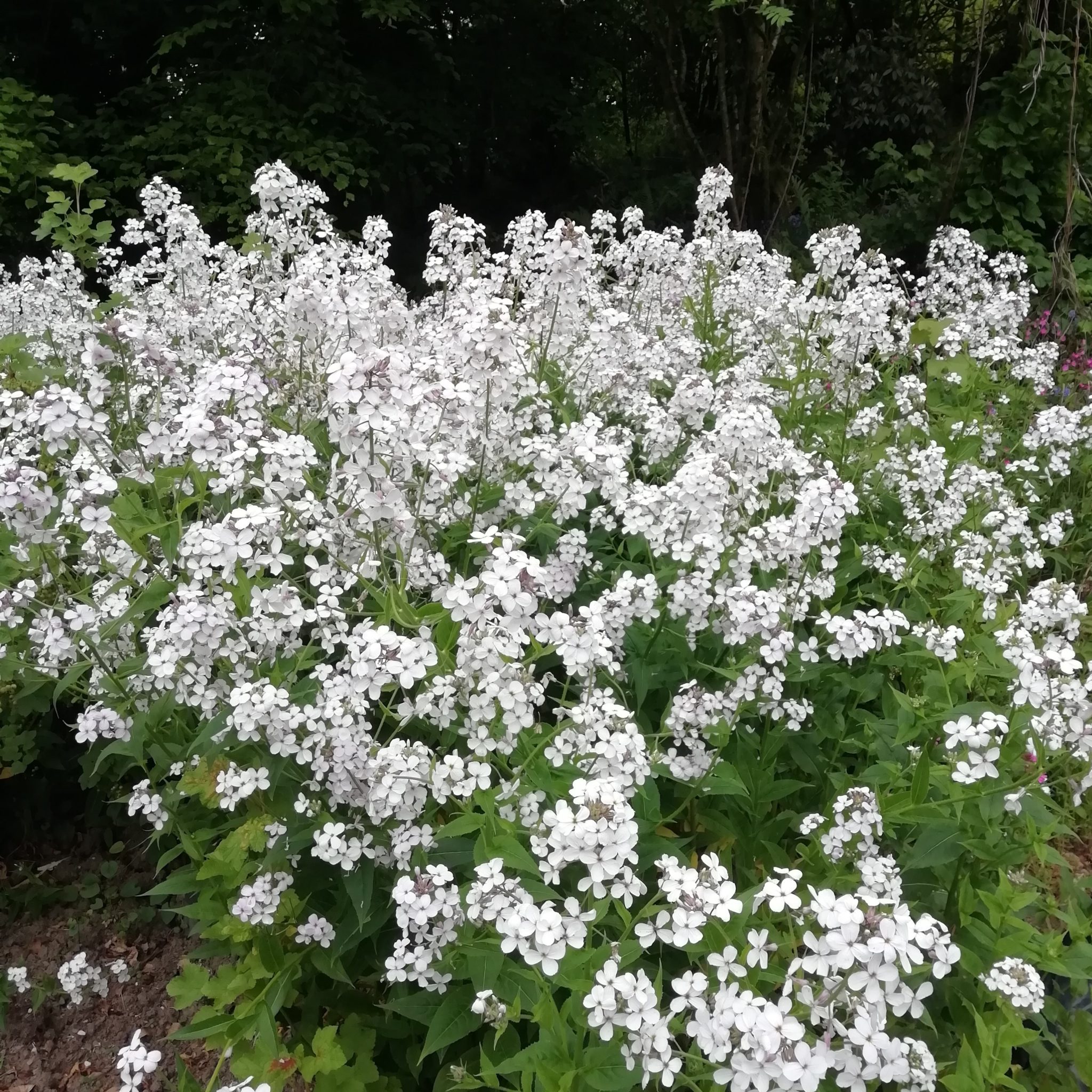 Dames Violet (Pink) - Hesperis matronalis - Shipton Bulbs