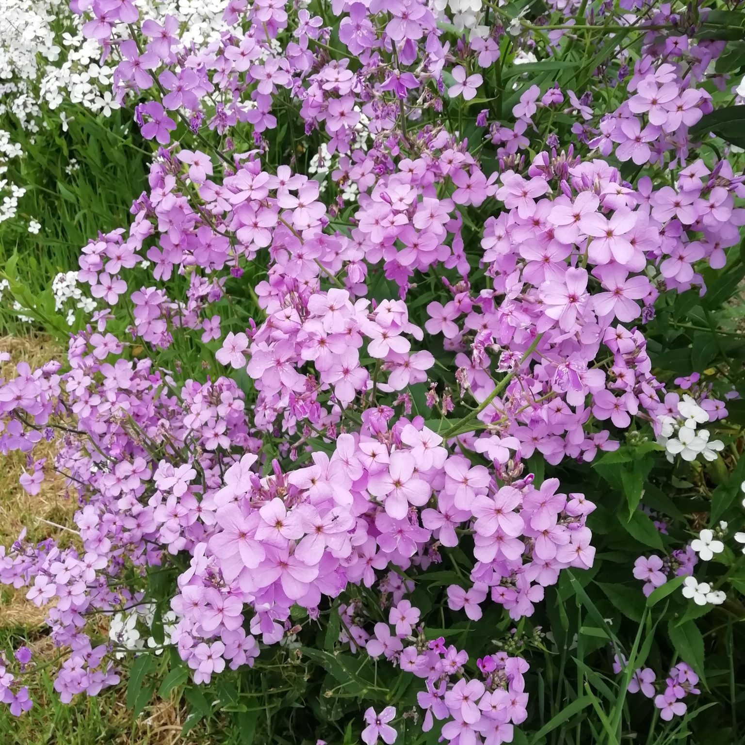 Dames Violet (Pink) - Hesperis matronalis - Shipton Bulbs