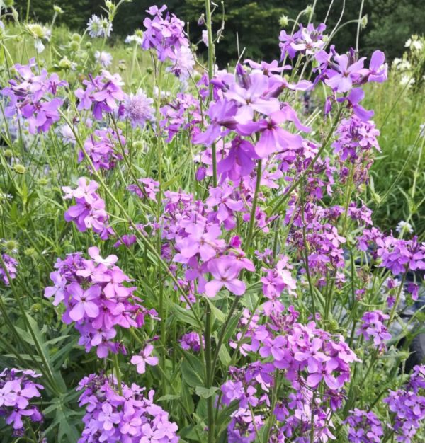Dames Violet (Pink) - Hesperis matronalis - Shipton Bulbs