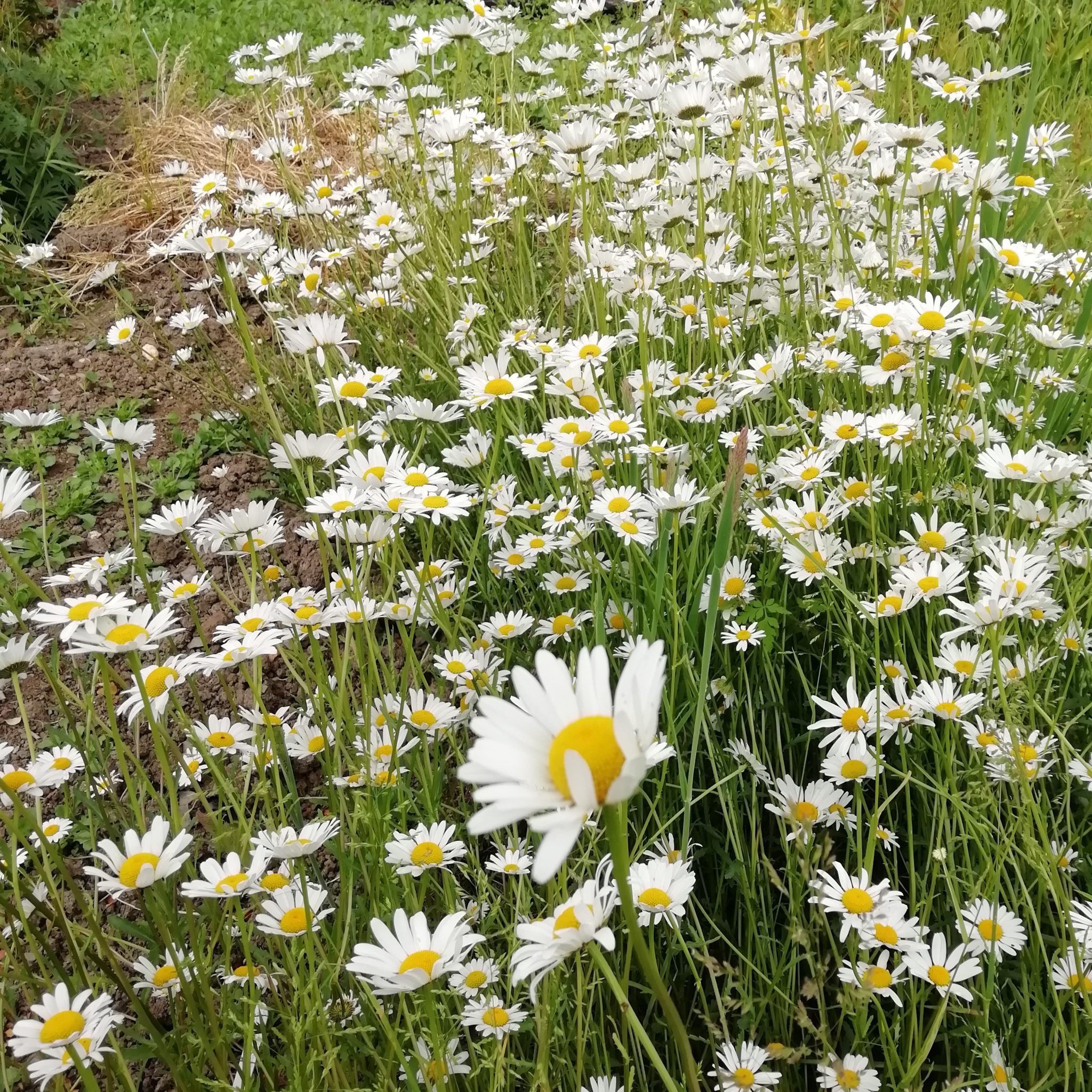 Ox Eye Daisy - Leucanthemum vulgare - Shipton Bulbs