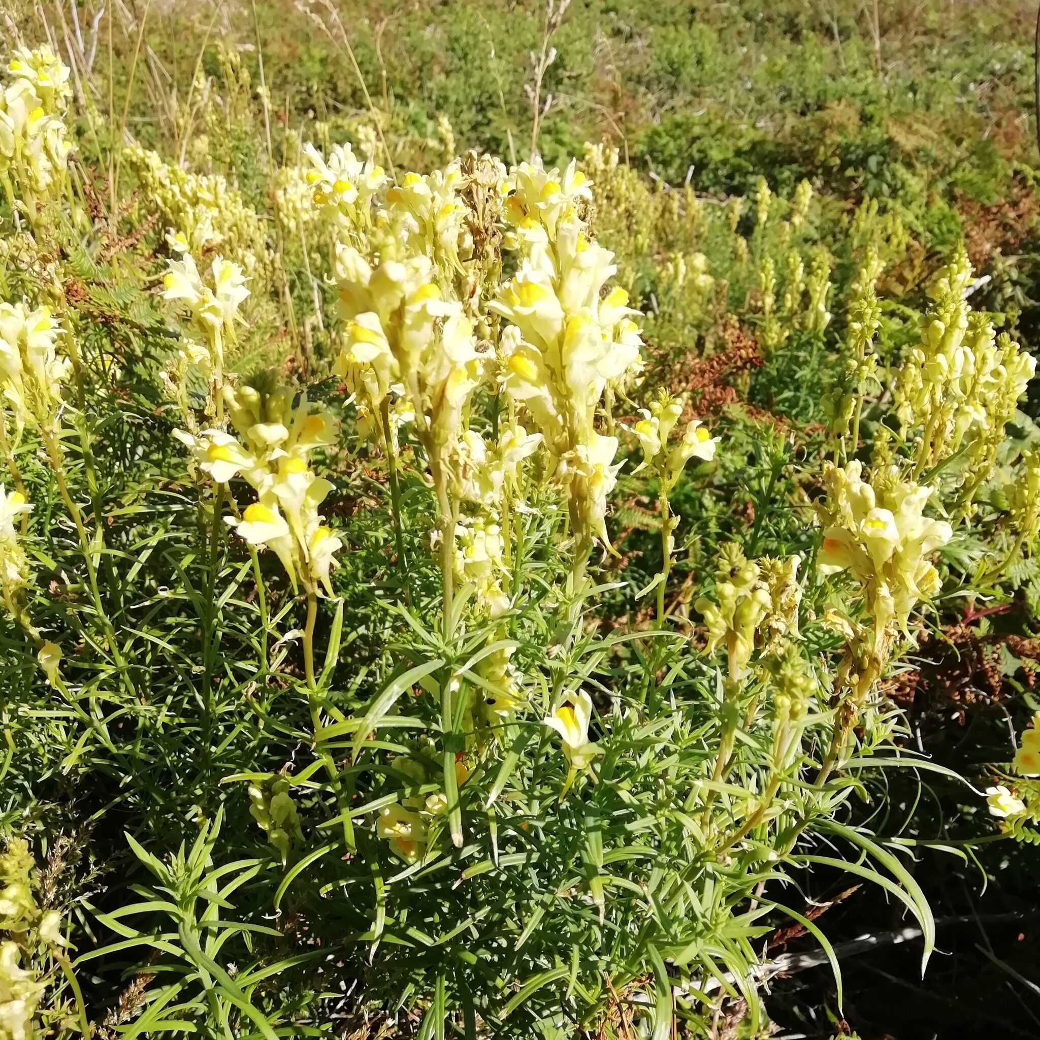 Toadflax - Linaria vulgaris - Shipton Bulbs